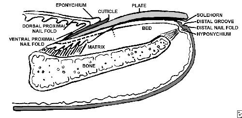 Medicine Decoded: what is the diagnosis?